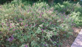 Black Dalea - Gothic Landscape, Inc