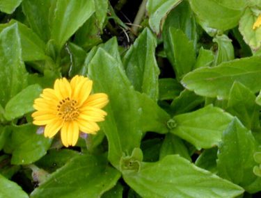 Yellow Dot Wedelia - Gothic Landscape, Inc